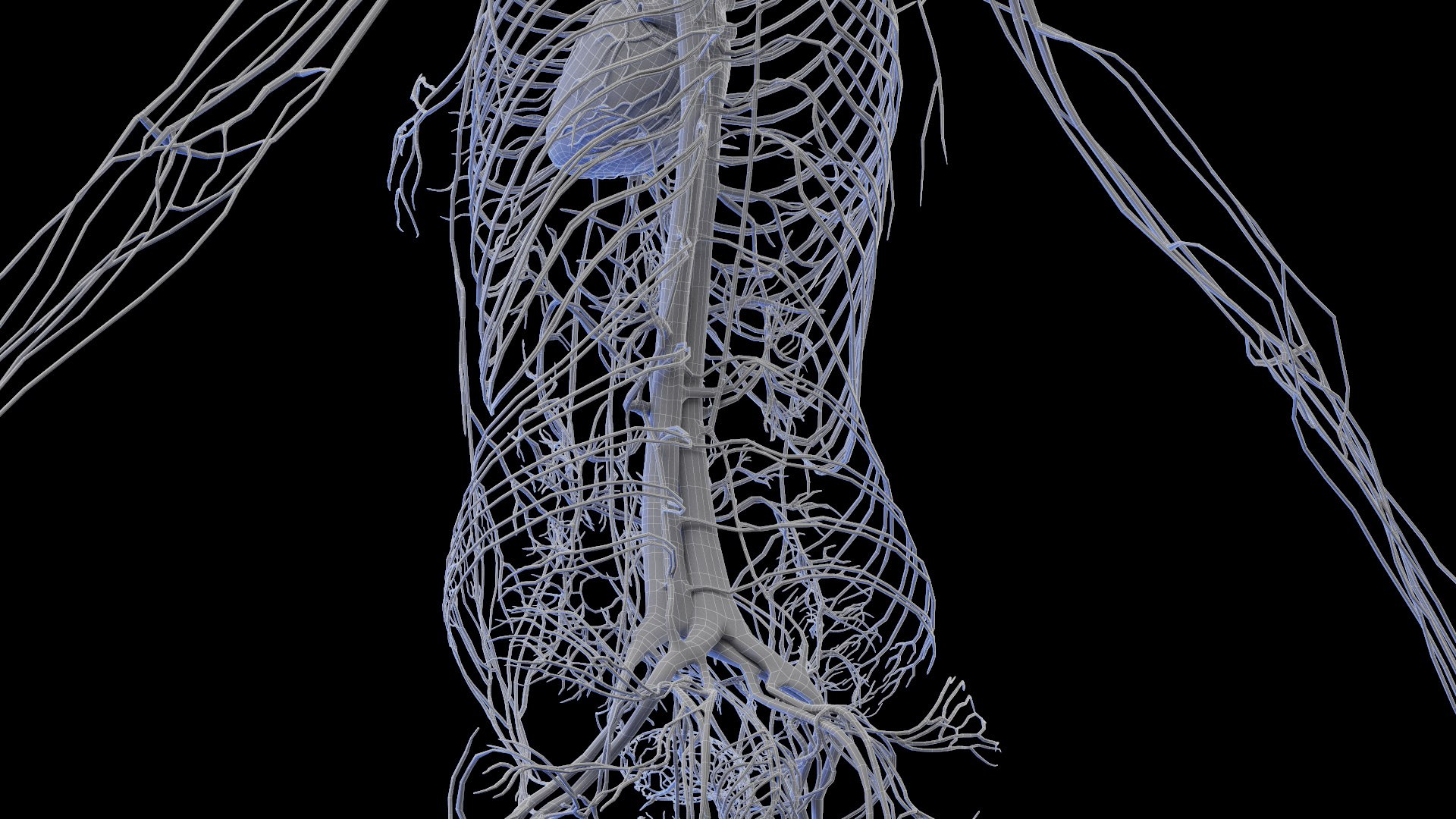 Female Vascular System 3D model - TurboSquid 2010312