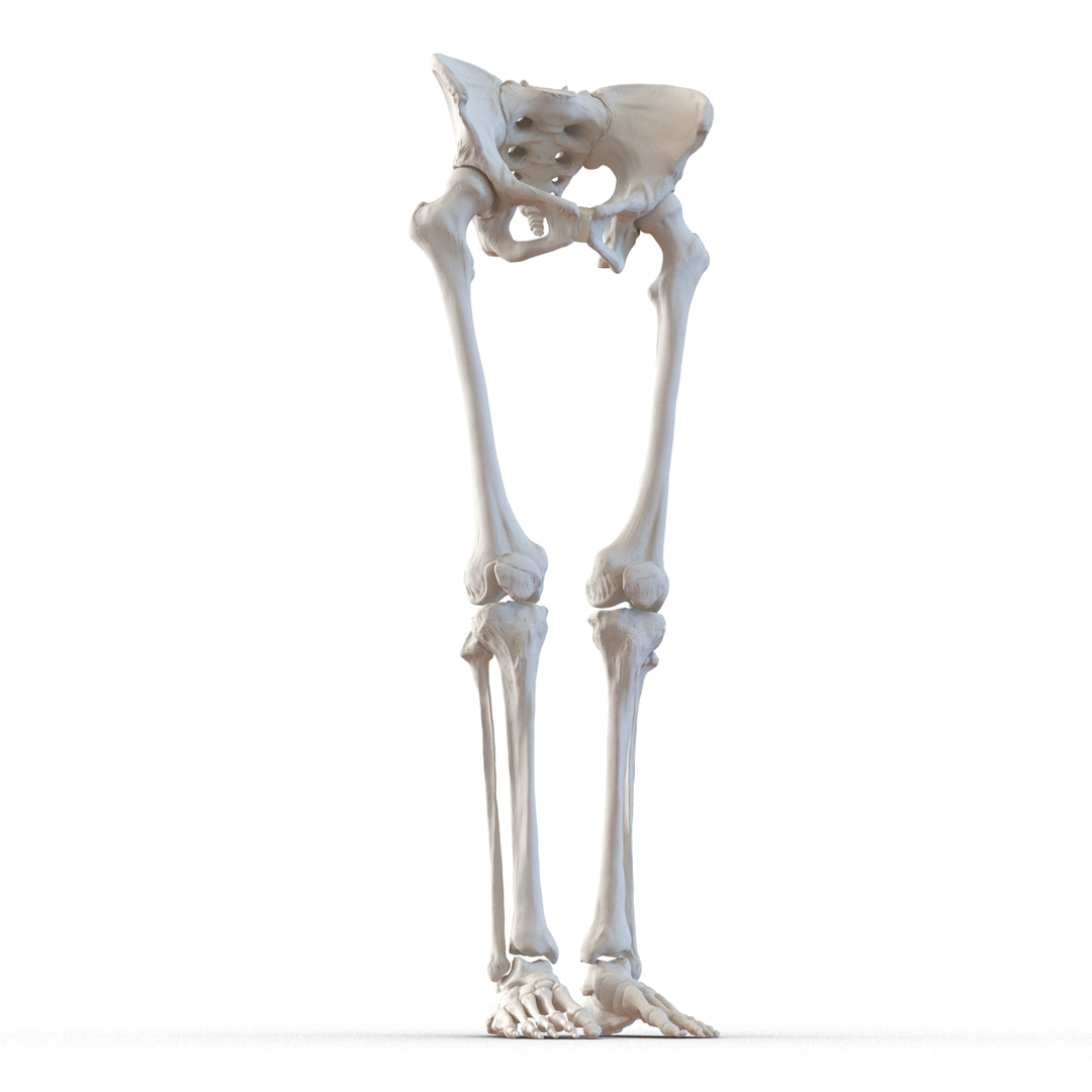female lower body skeleton obj