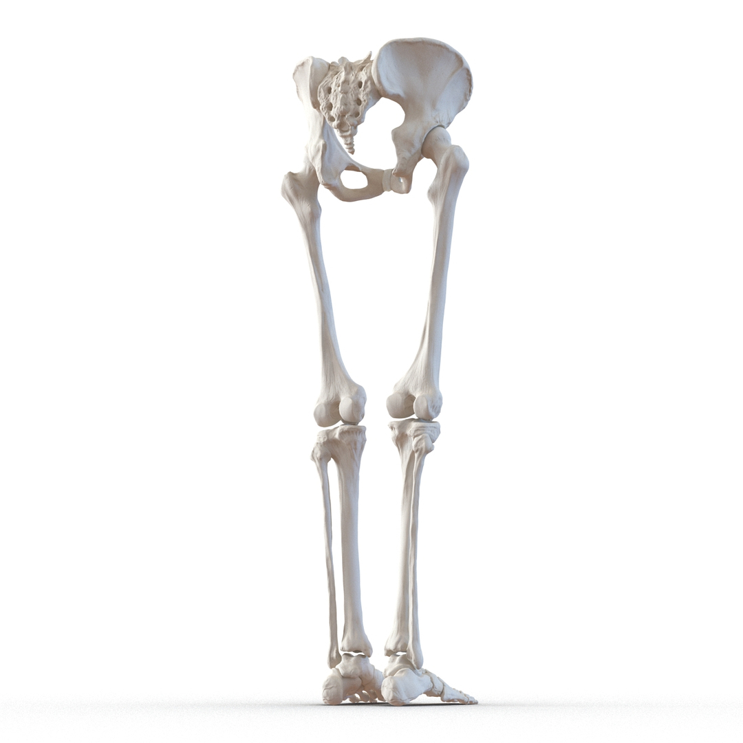 female lower body skeleton obj