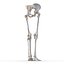 Female Lower Body Skeleton Obj