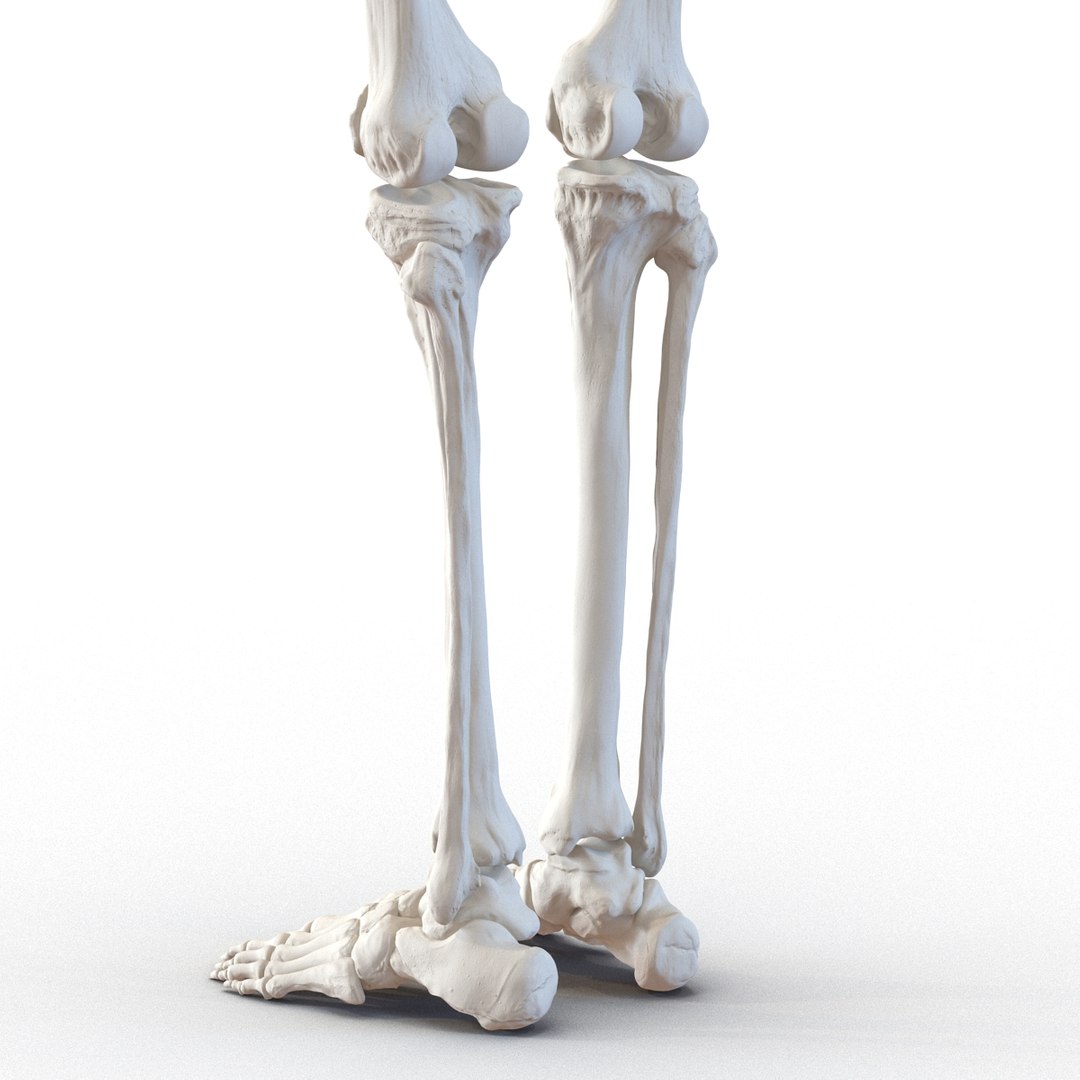 female lower body skeleton obj