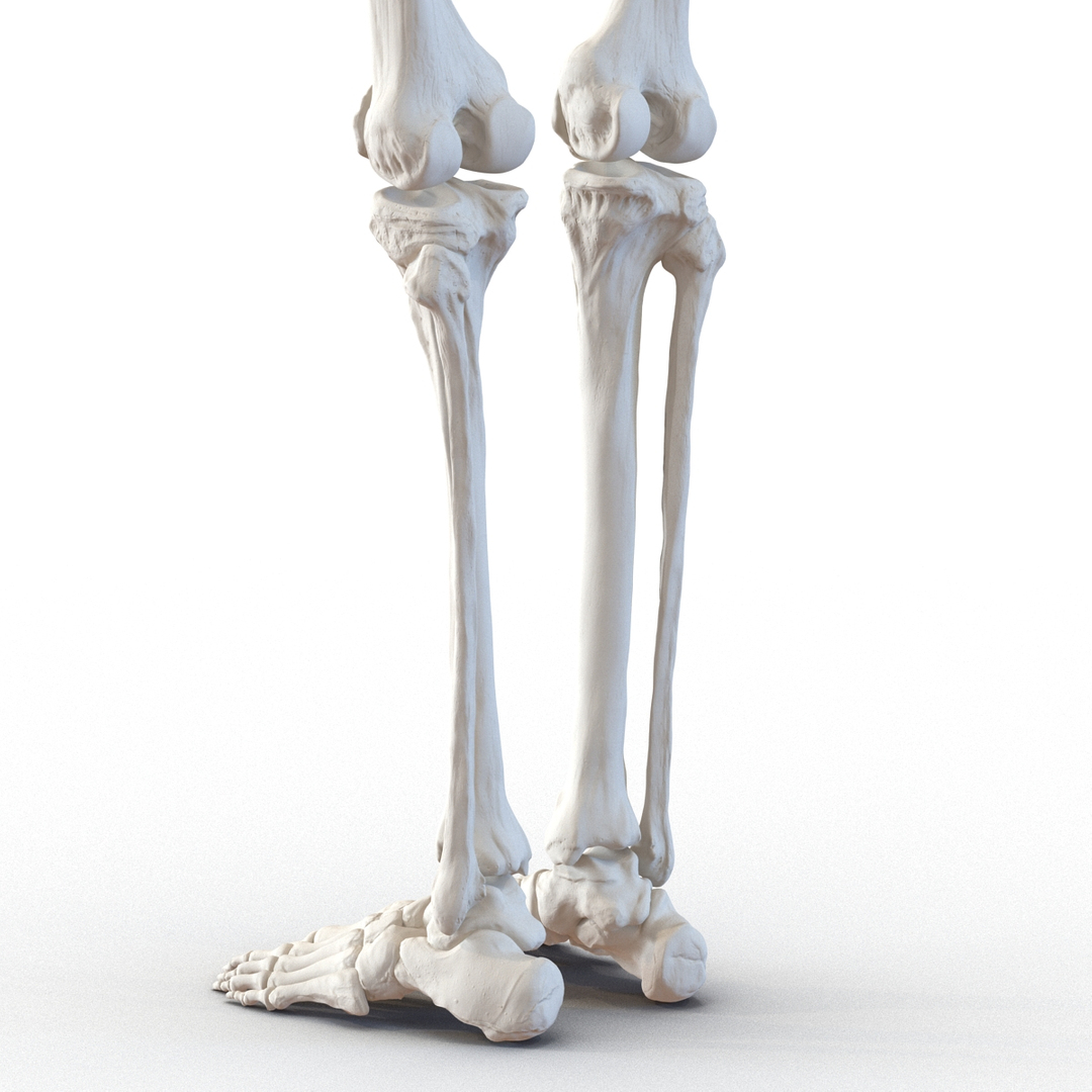female lower body skeleton obj