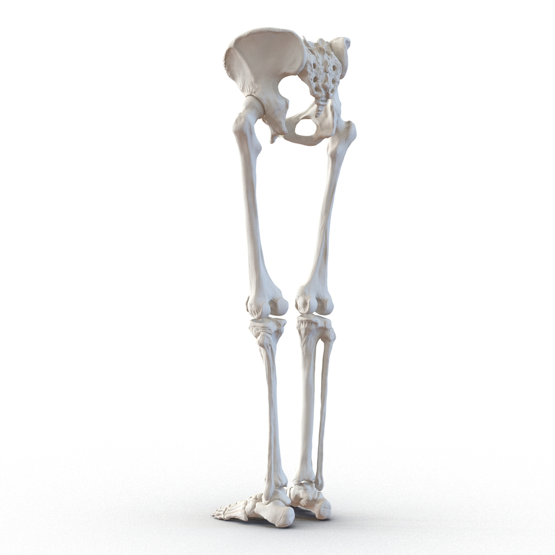 female lower body skeleton obj