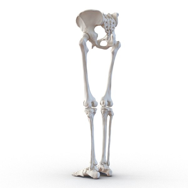 female lower body skeleton obj