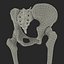 Female Lower Body Skeleton Obj