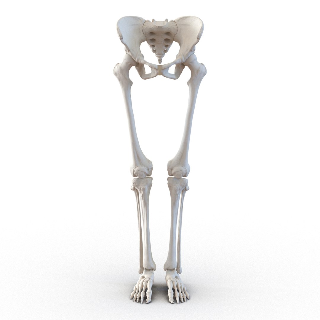 female lower body skeleton obj