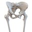 Female Lower Body Skeleton Obj