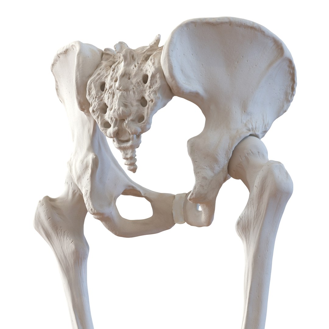 female lower body skeleton obj