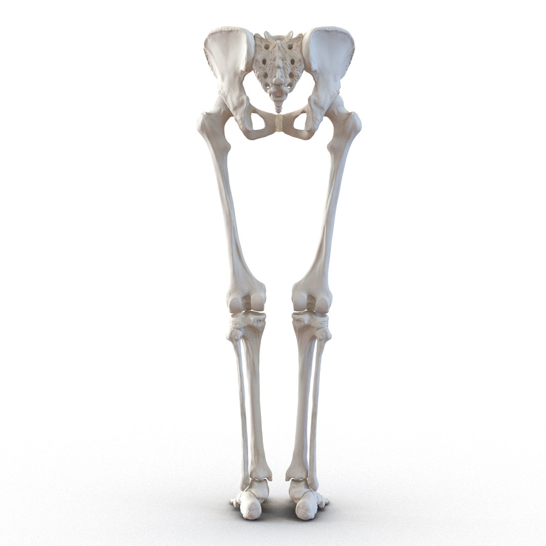 female lower body skeleton obj