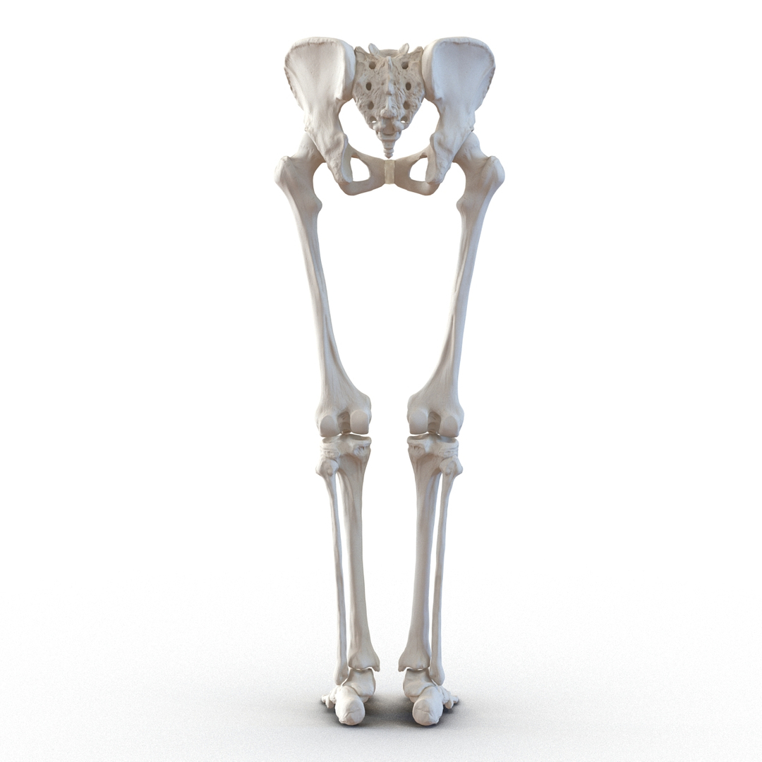 female lower body skeleton obj