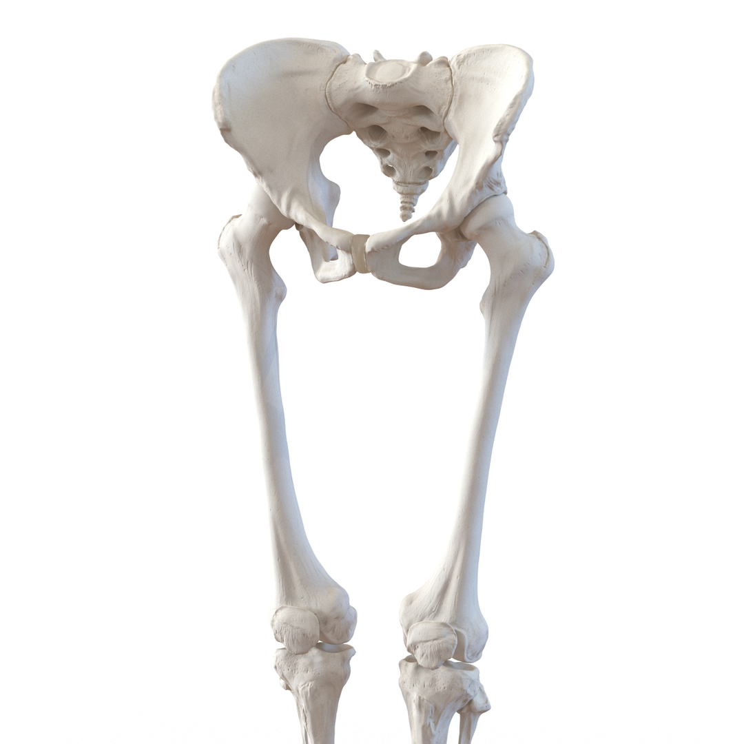 female lower body skeleton obj