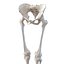 Female Lower Body Skeleton Obj