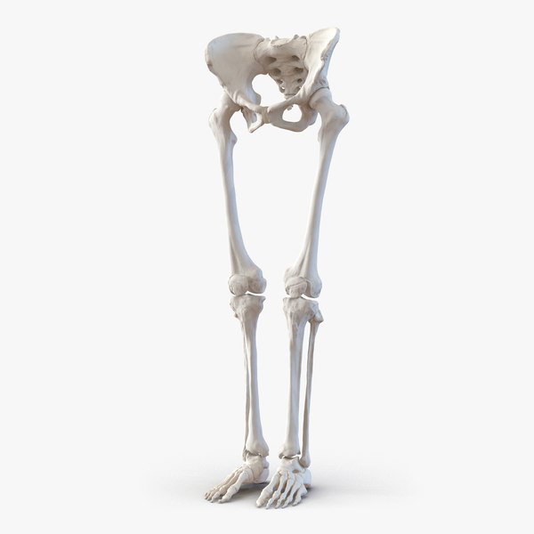 female lower body skeleton obj