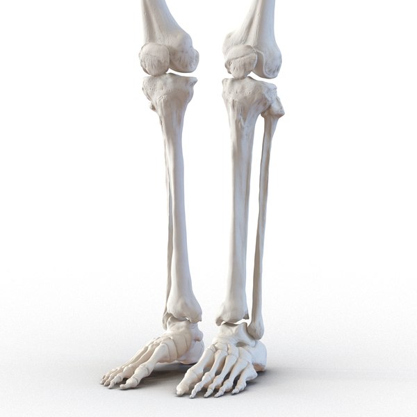 female lower body skeleton obj