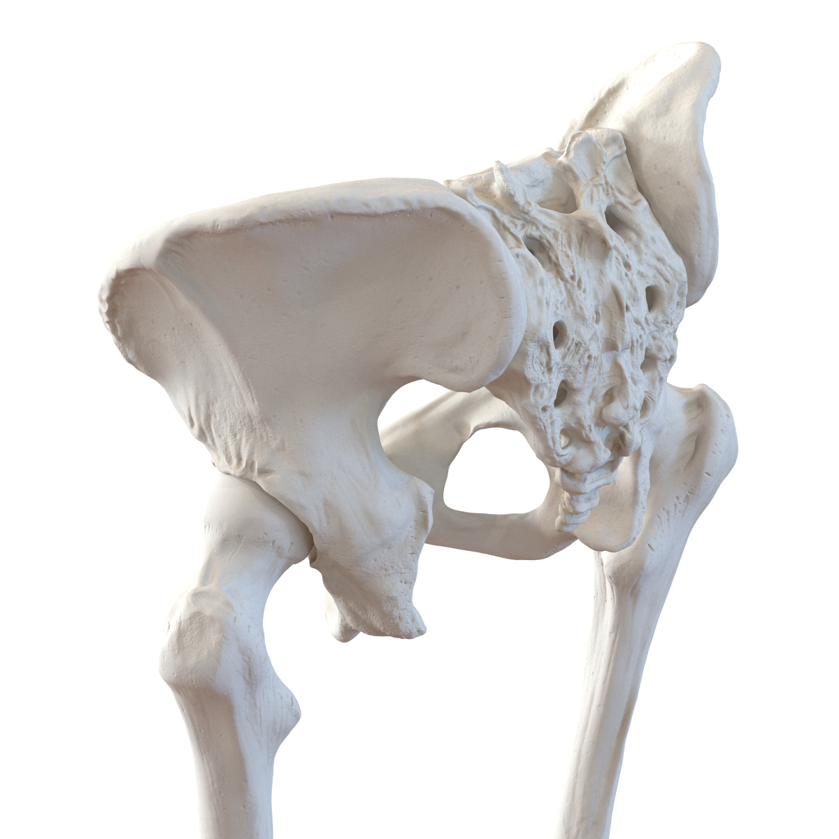 female lower body skeleton obj
