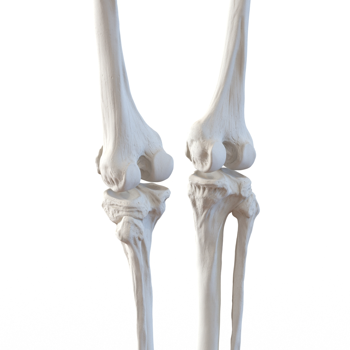 female lower body skeleton obj