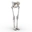 Female Lower Body Skeleton Obj
