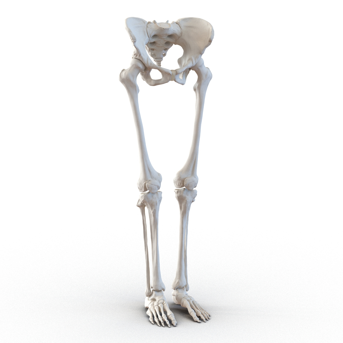 female lower body skeleton obj