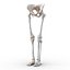 Female Lower Body Skeleton Obj