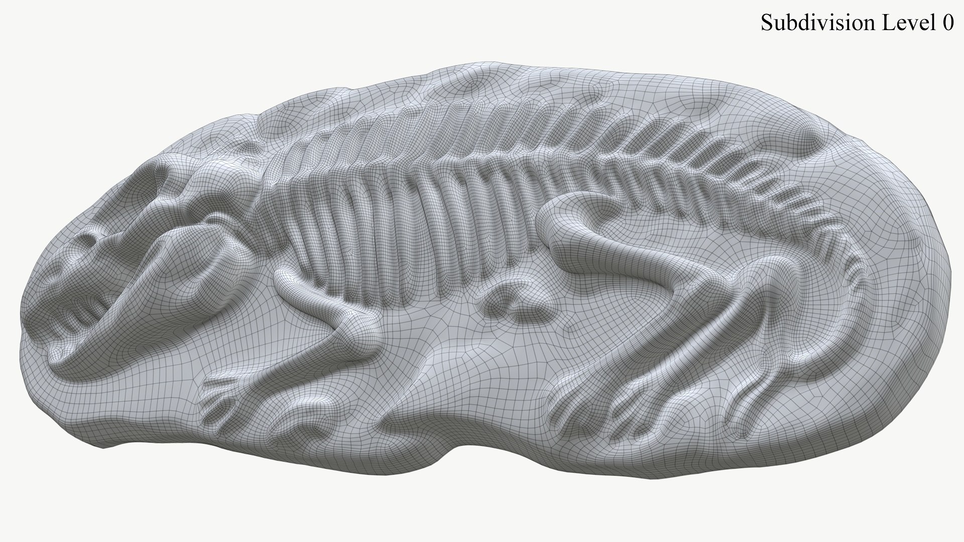 3D Model Fossil Ancient Animal 001 Textured - TurboSquid 2298452