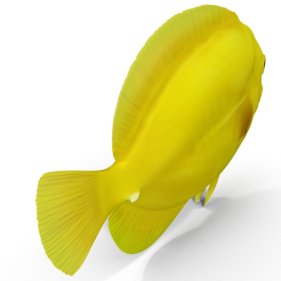 3d model yellow tang
