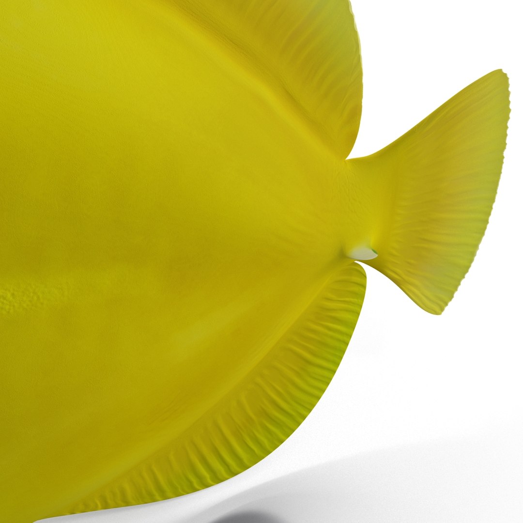 3d model yellow tang