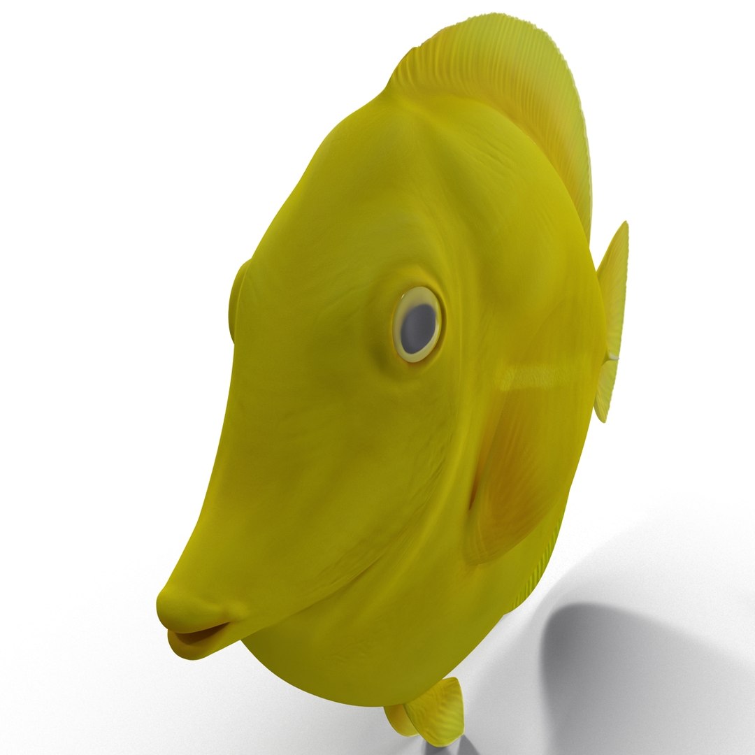 3d model yellow tang