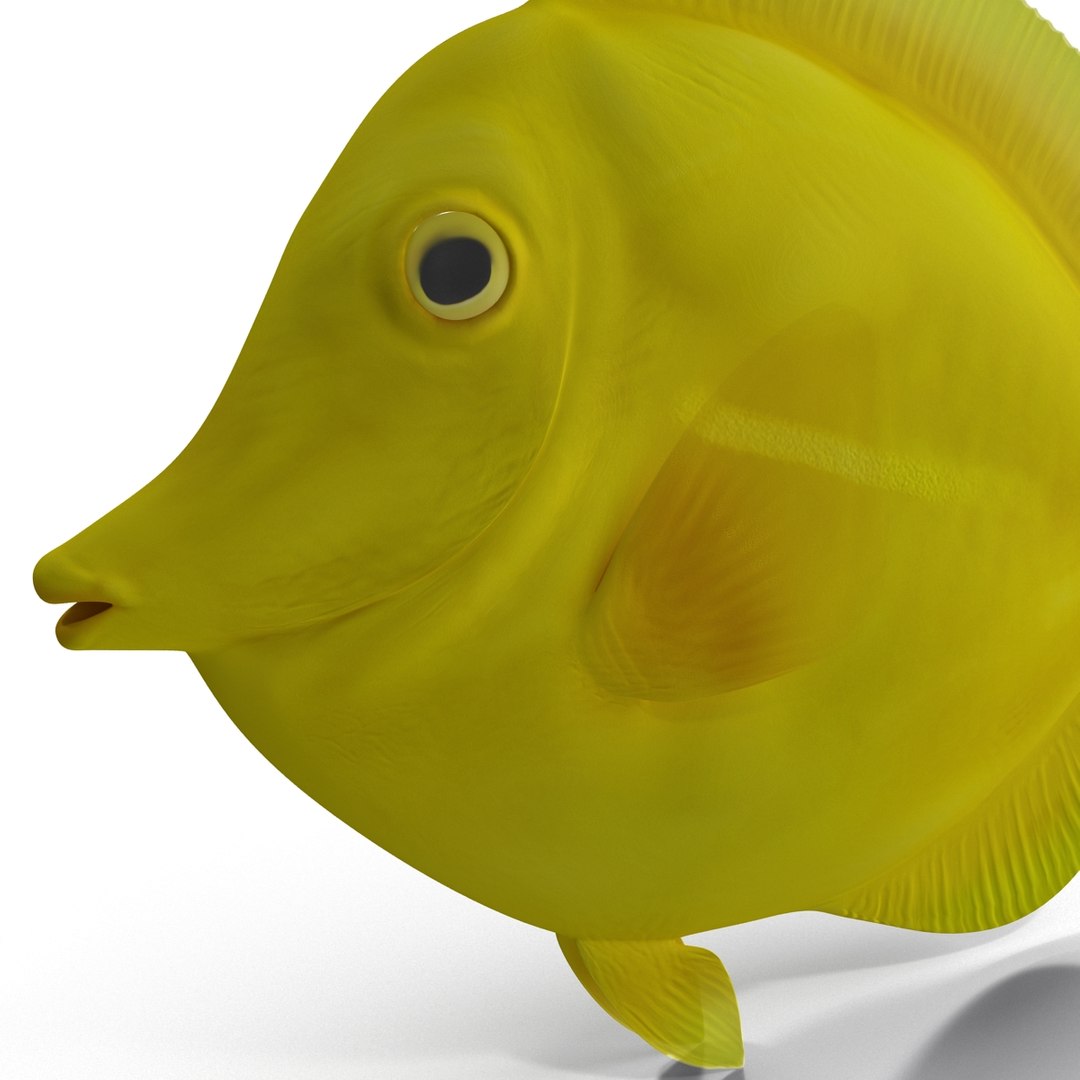 3d model yellow tang