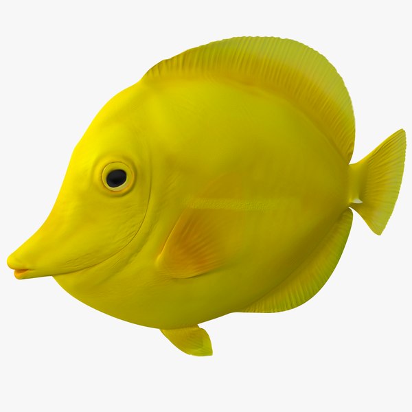 Yellow Tang 3D Models for Download | TurboSquid