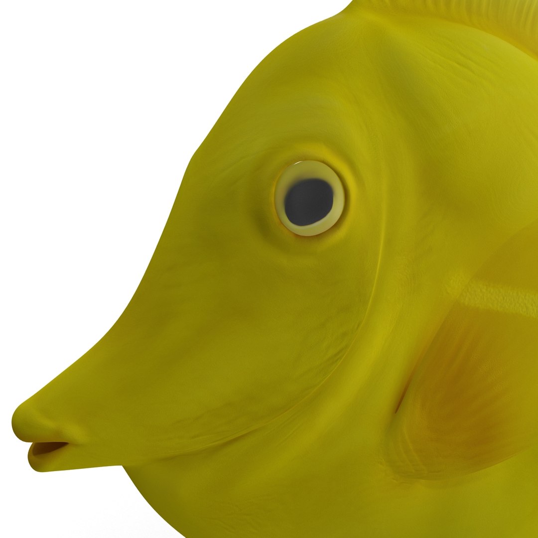 3d model yellow tang