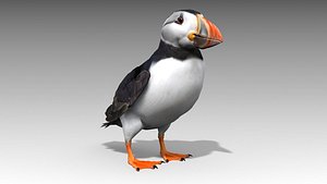 3D Puffin Models - Browse & Download Formats - TurboSquid