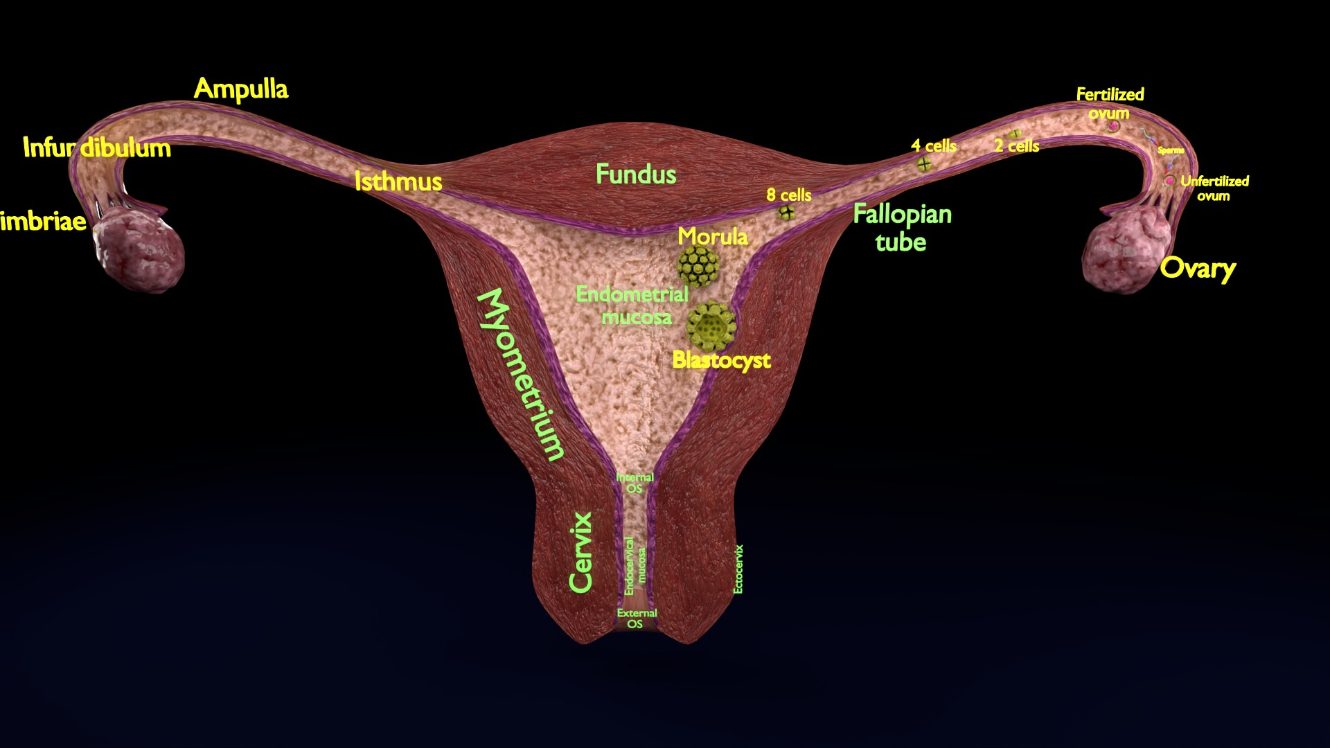 Fertilization Stages Of Ovum 3D - TurboSquid 2216014