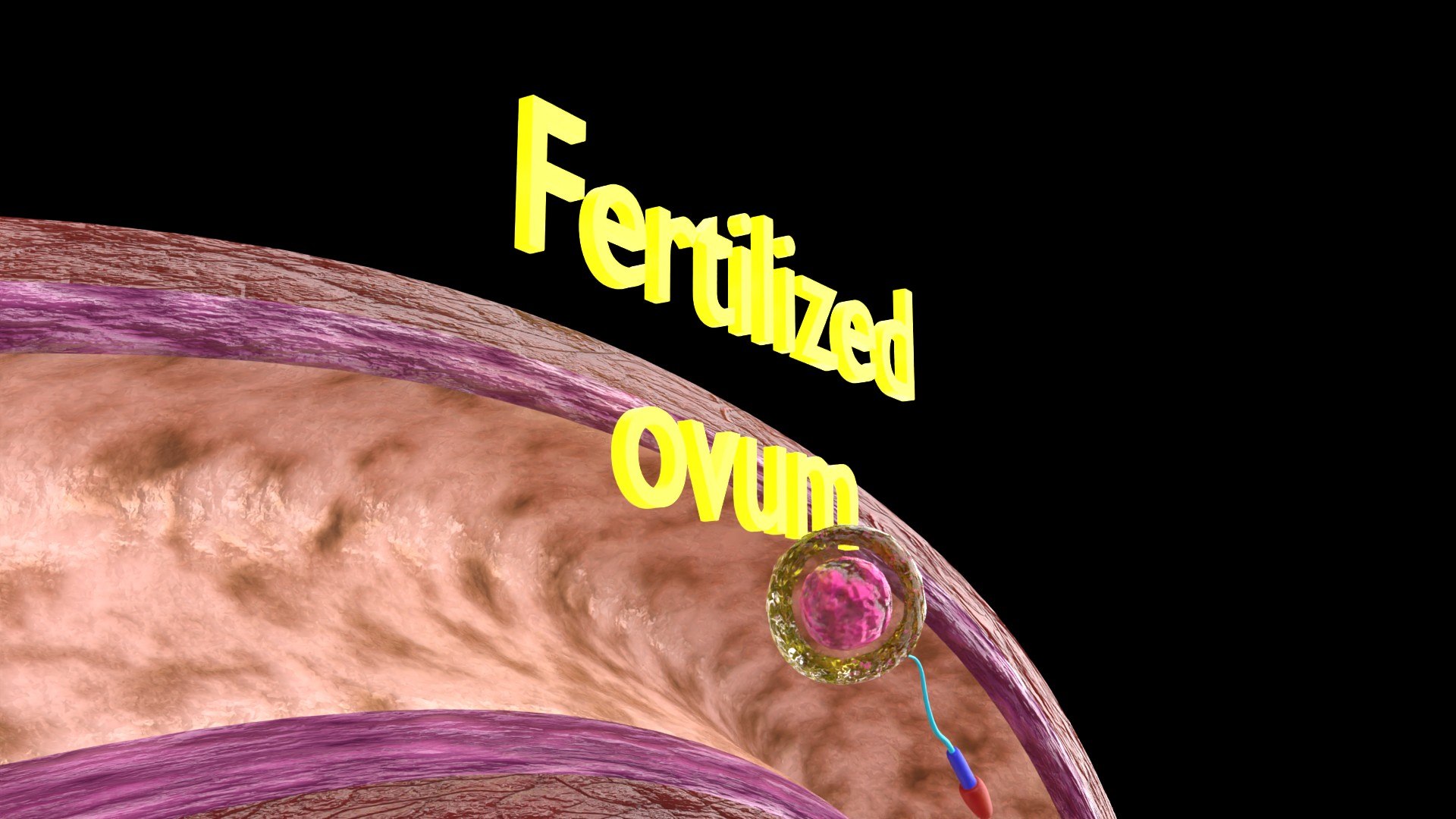 Fertilization Stages Of Ovum 3D - TurboSquid 2216014