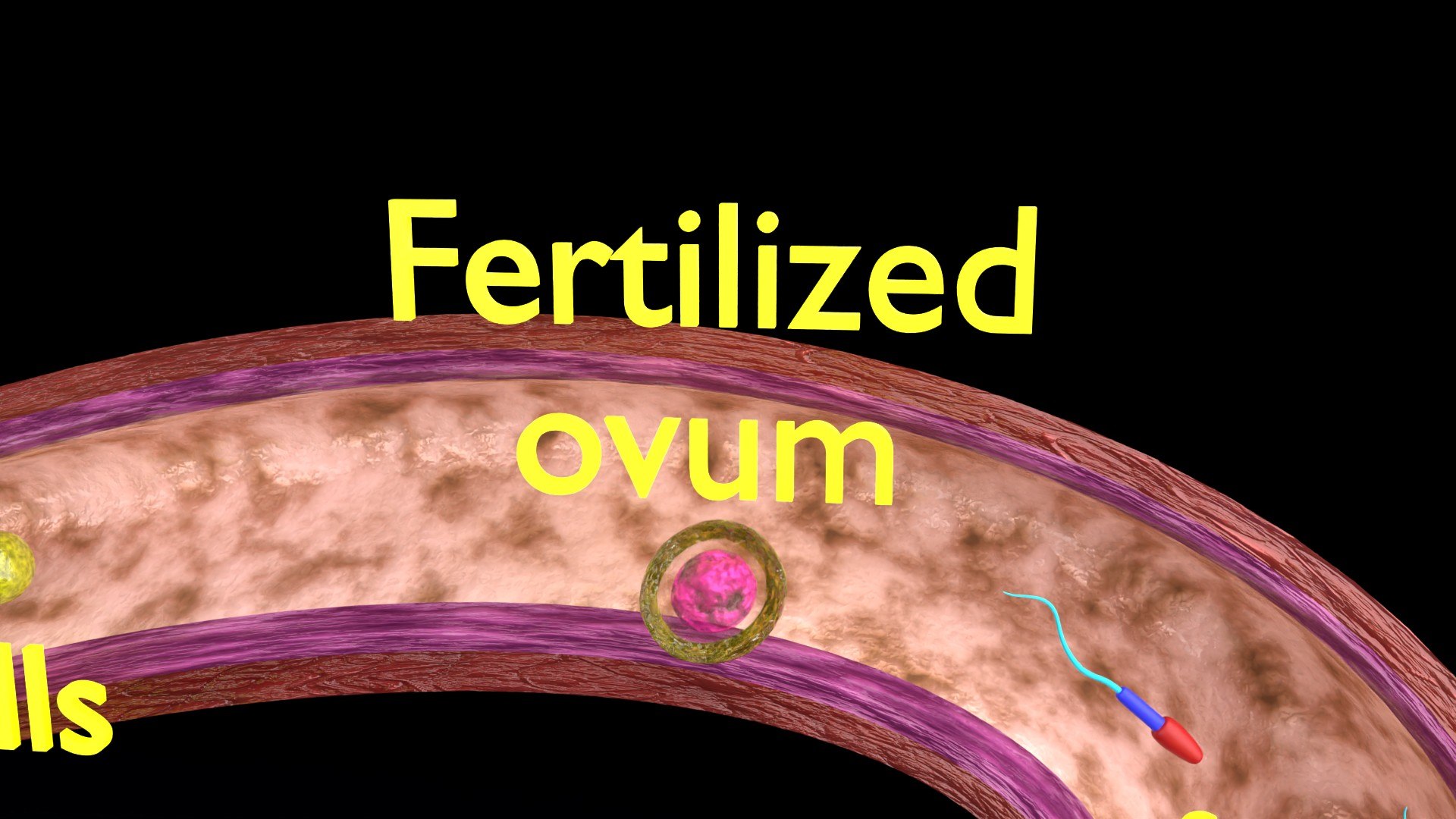 Fertilization Stages Of Ovum 3D - TurboSquid 2216014