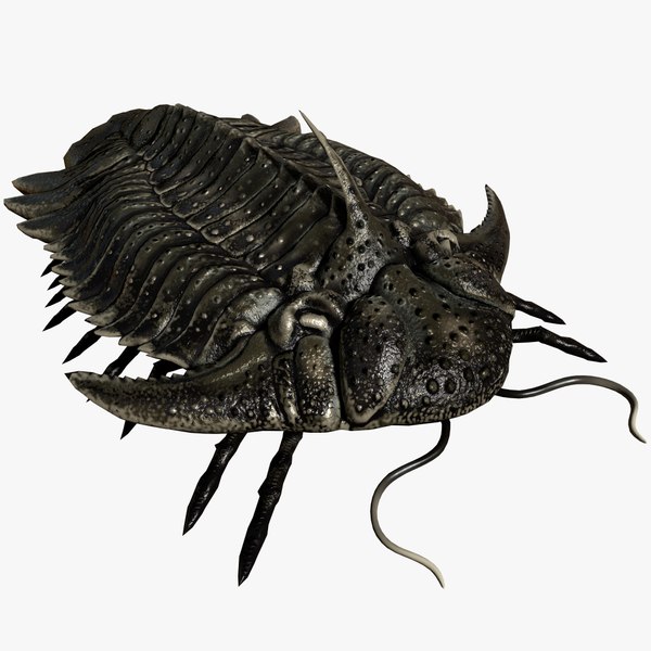 Trilobite 3D Models for Download | TurboSquid