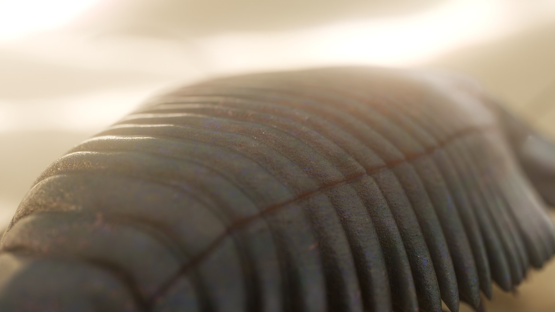 Trilobite 3D Model - TurboSquid 2331068