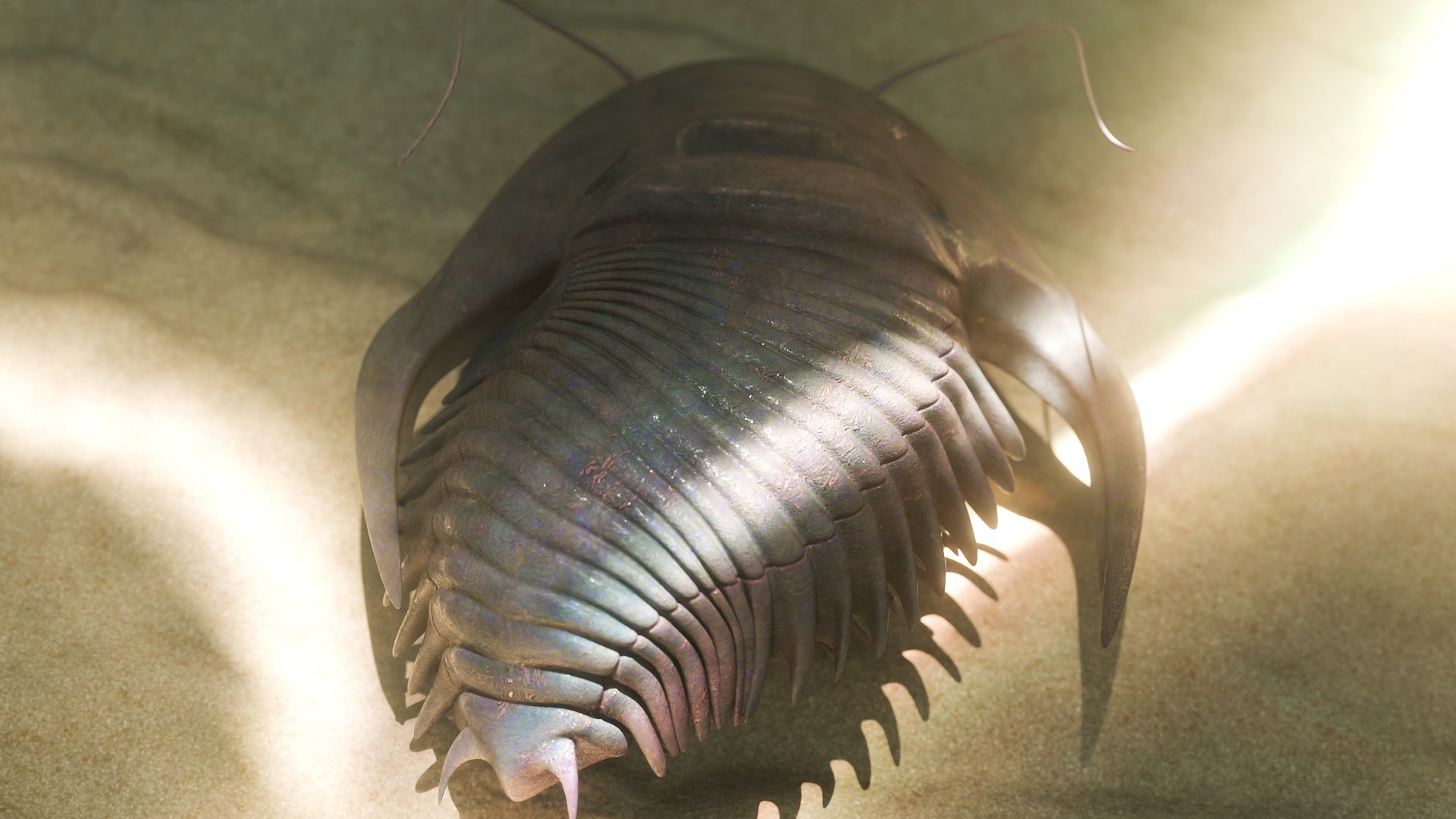 Trilobite 3D Model - TurboSquid 2331068