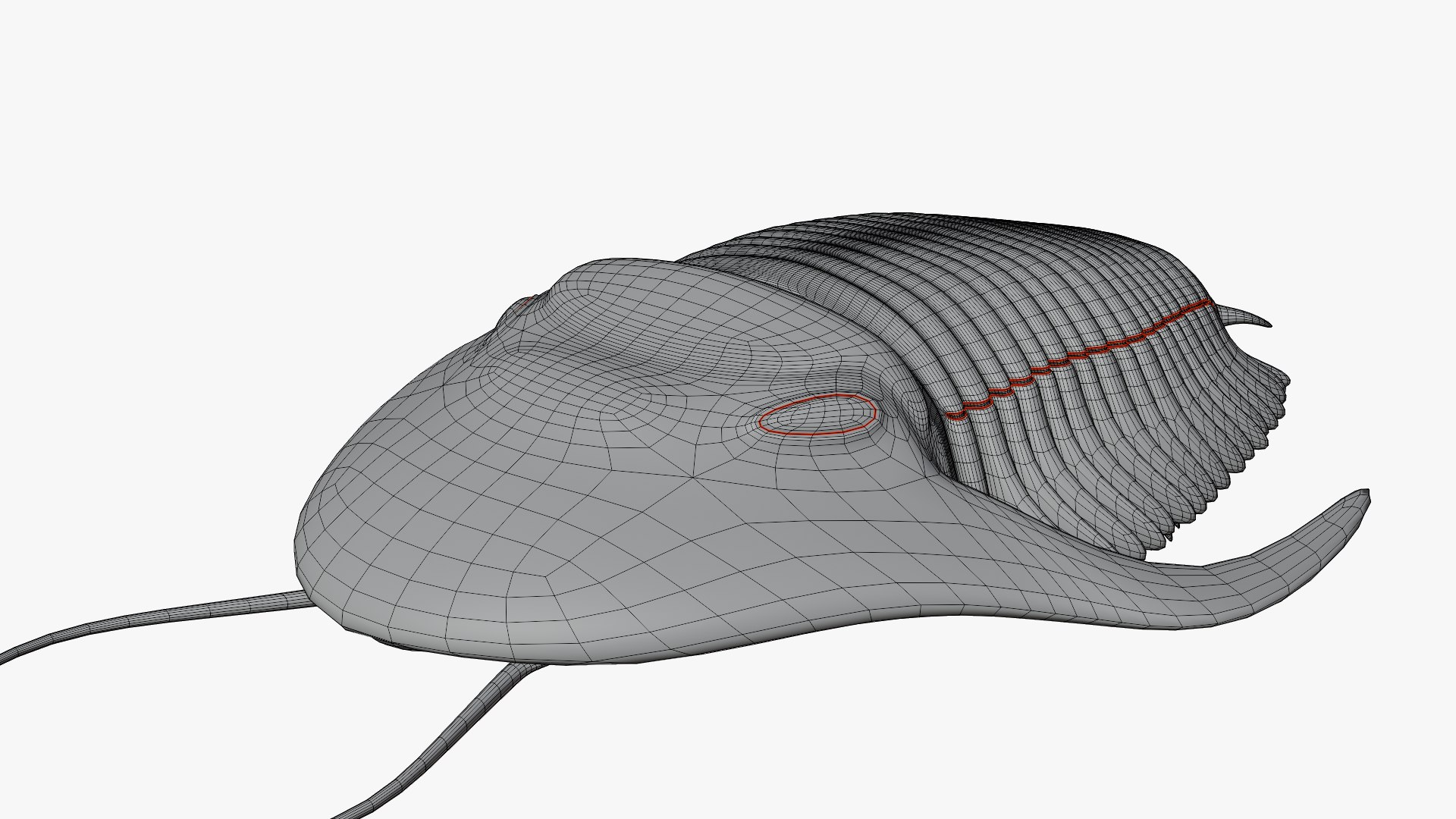 Trilobite 3D Model - TurboSquid 2331068