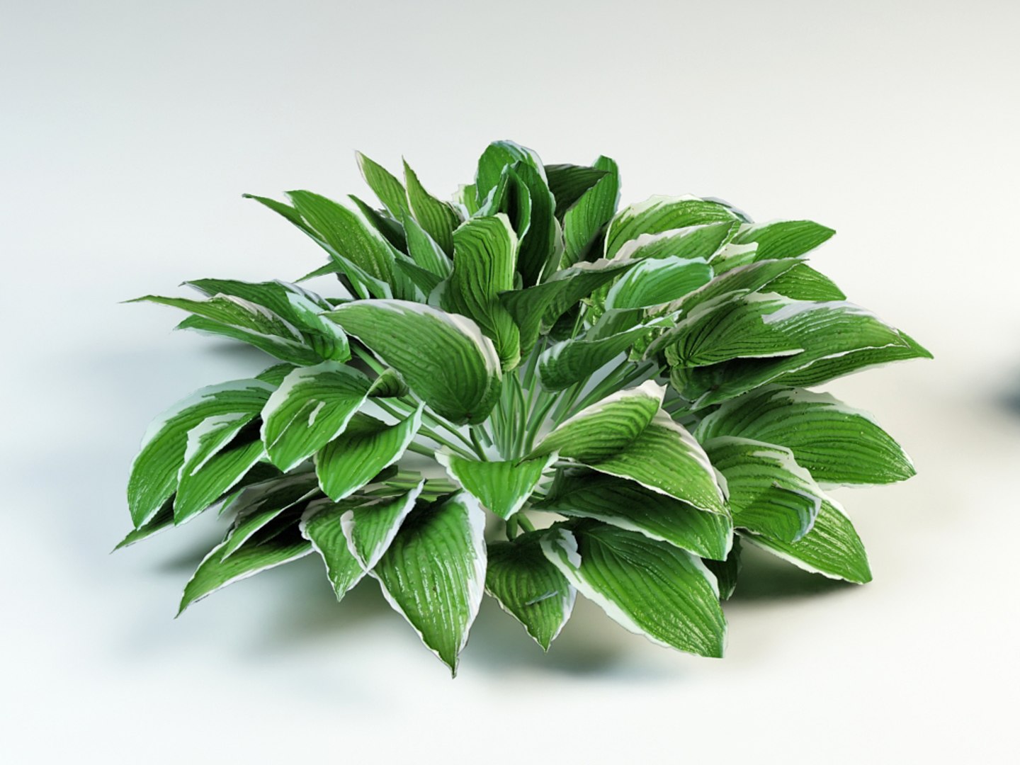 3d Hosta Plantain Lilies Model