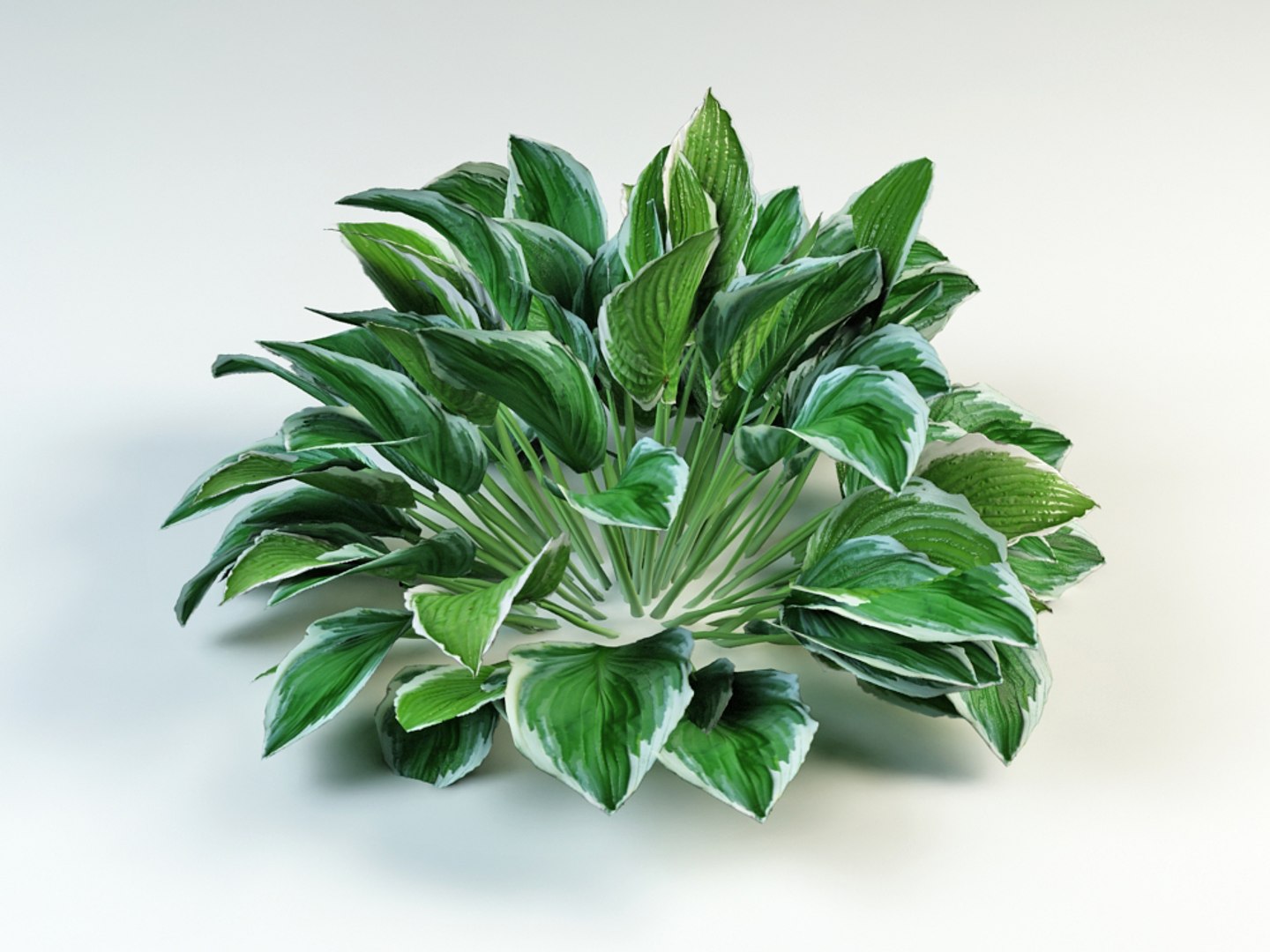 3d Hosta Plantain Lilies Model