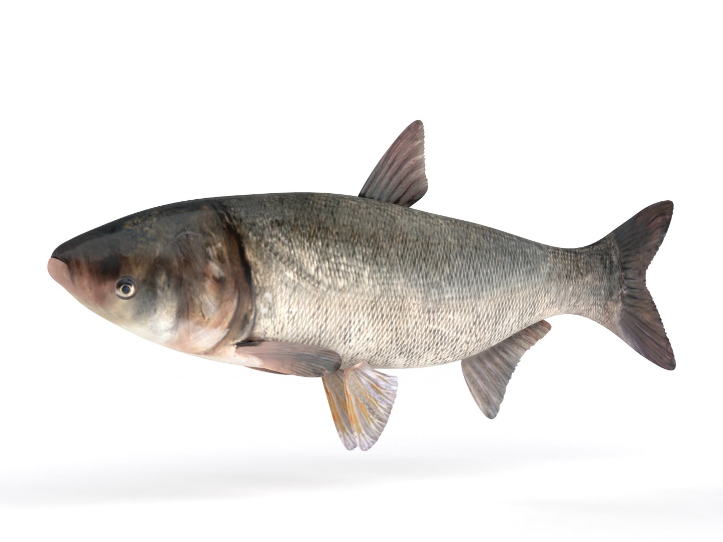 3D Silver Carp Fish Model - TurboSquid 1633703