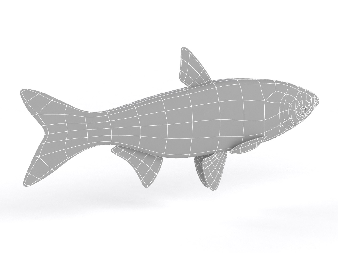 3D Silver Carp Fish Model - TurboSquid 1633703