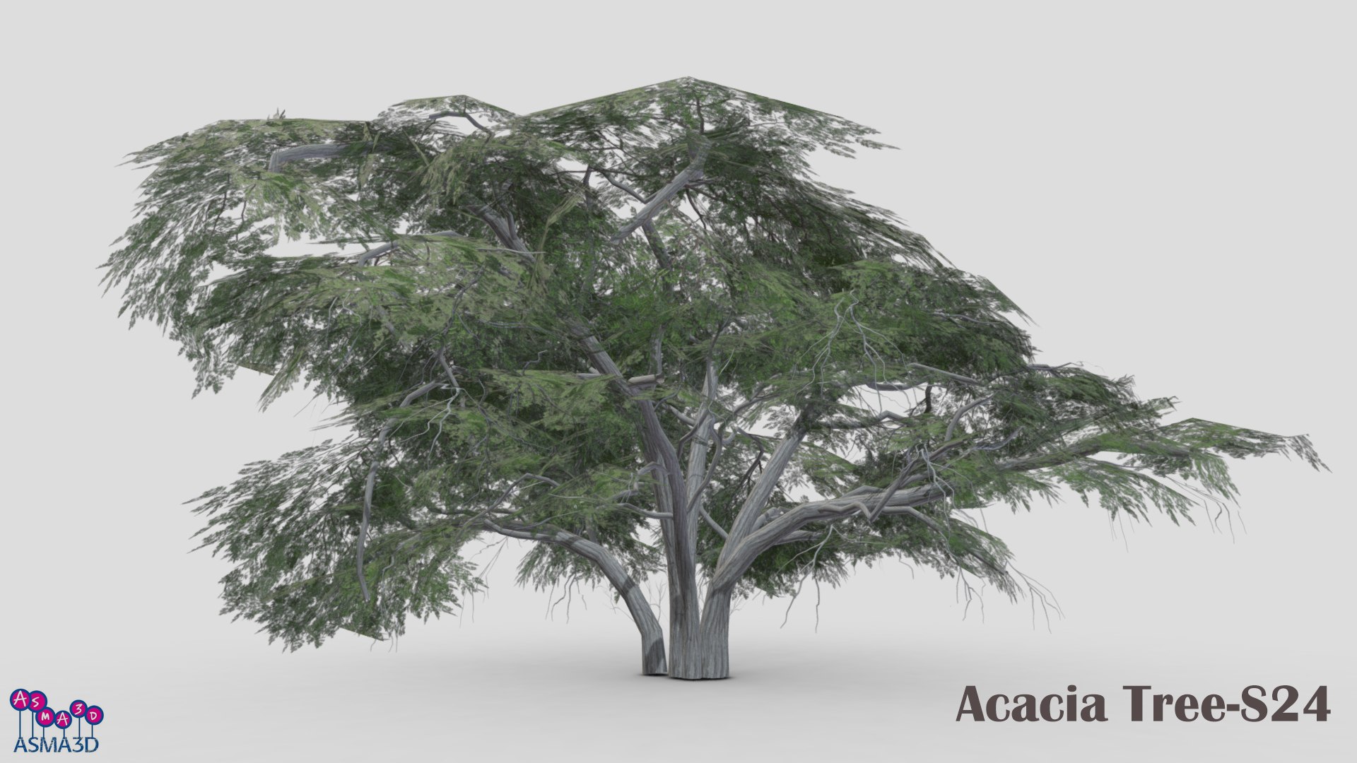 Acacia Tree-S24 3D - TurboSquid 2202512