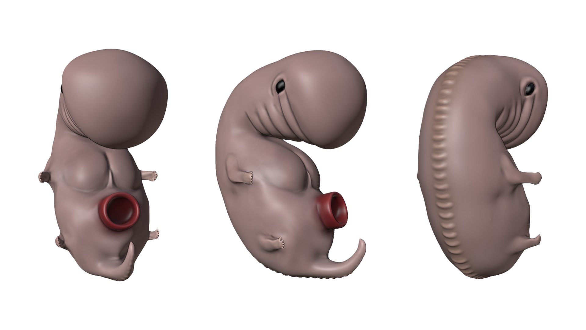 3D Model 4 Weeks Human Embryonic Baby Stages - TurboSquid 2036030