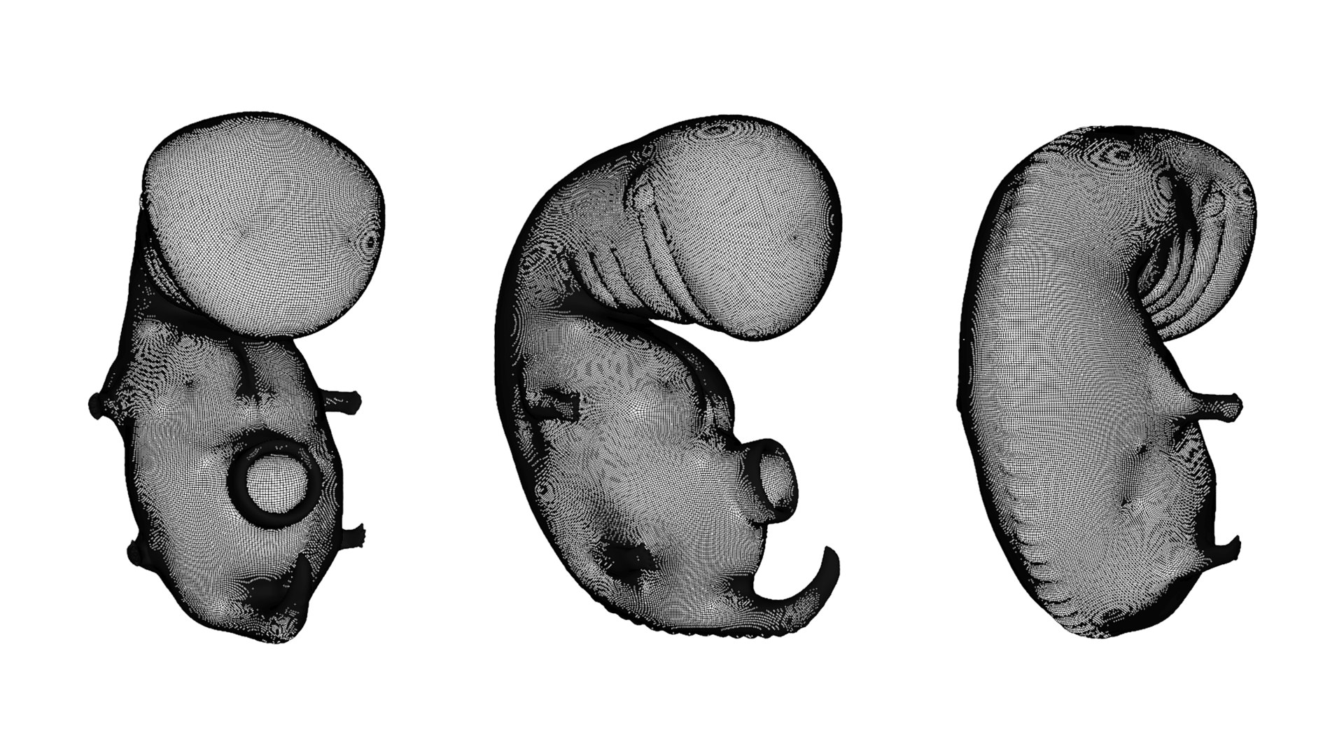 3D Model 4 Weeks Human Embryonic Baby Stages - TurboSquid 2036030