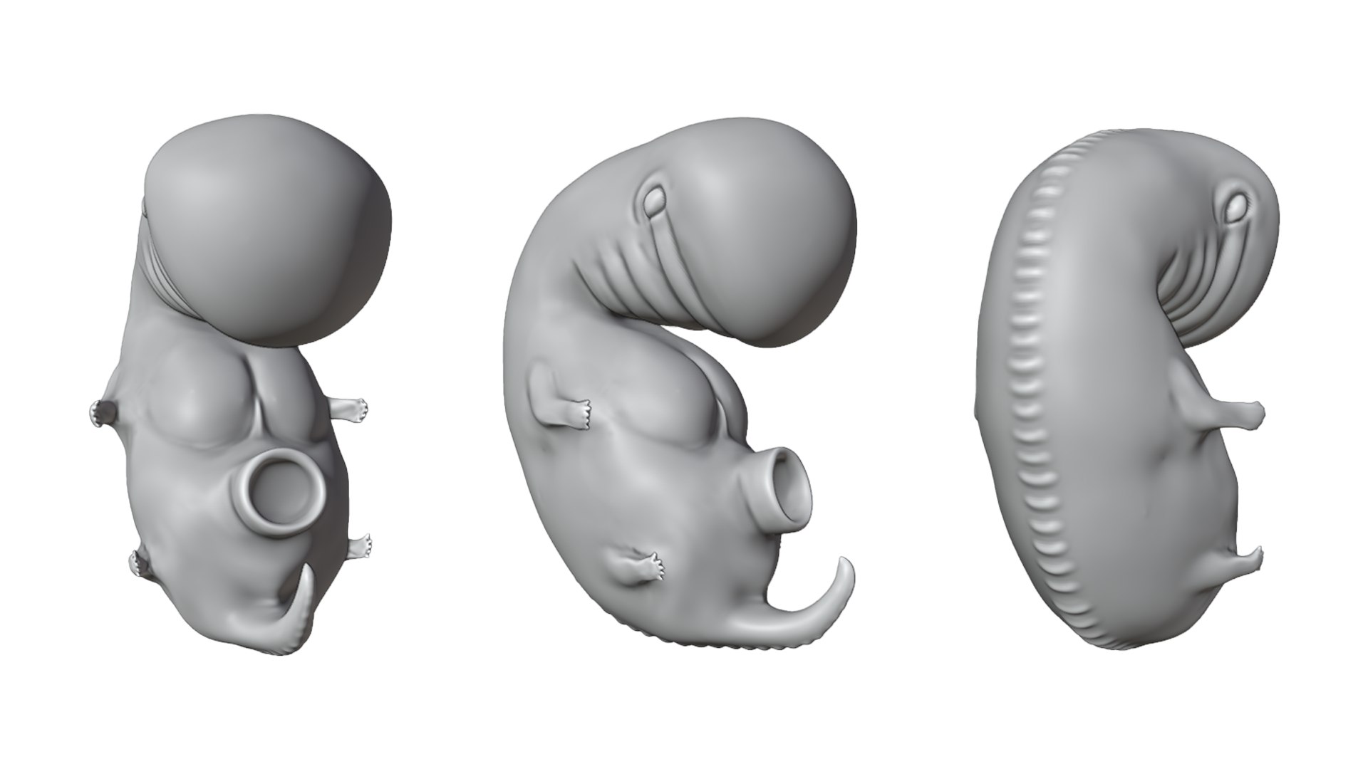 3D Model 4 Weeks Human Embryonic Baby Stages - TurboSquid 2036030