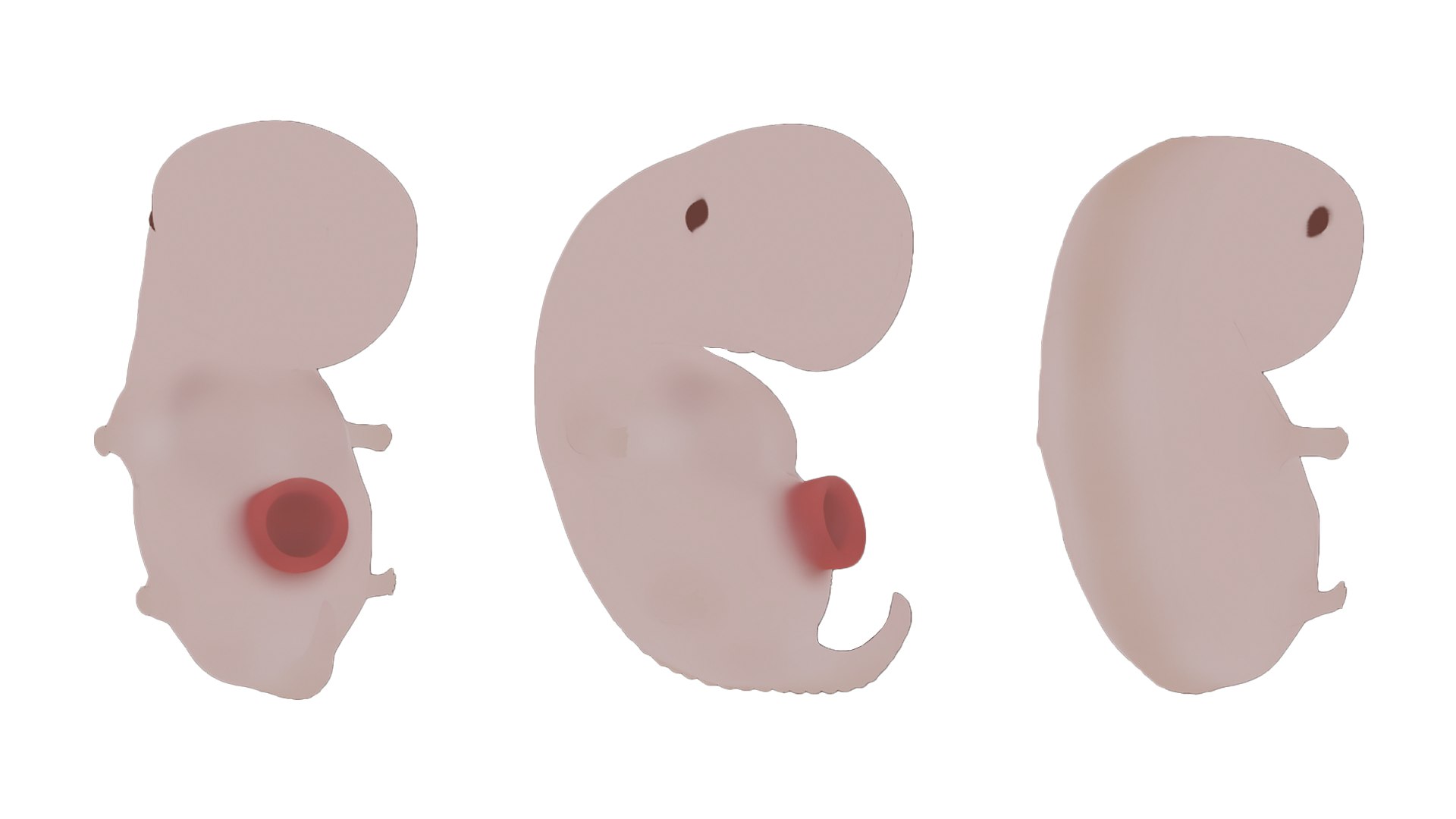 3D Model 4 Weeks Human Embryonic Baby Stages - TurboSquid 2036030