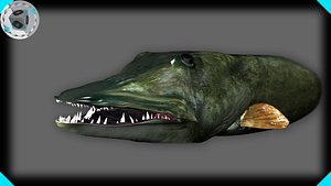 3D Fish Head Models - Browse & Download Formats - TurboSquid