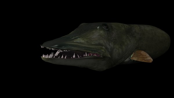 muskie head 3d model