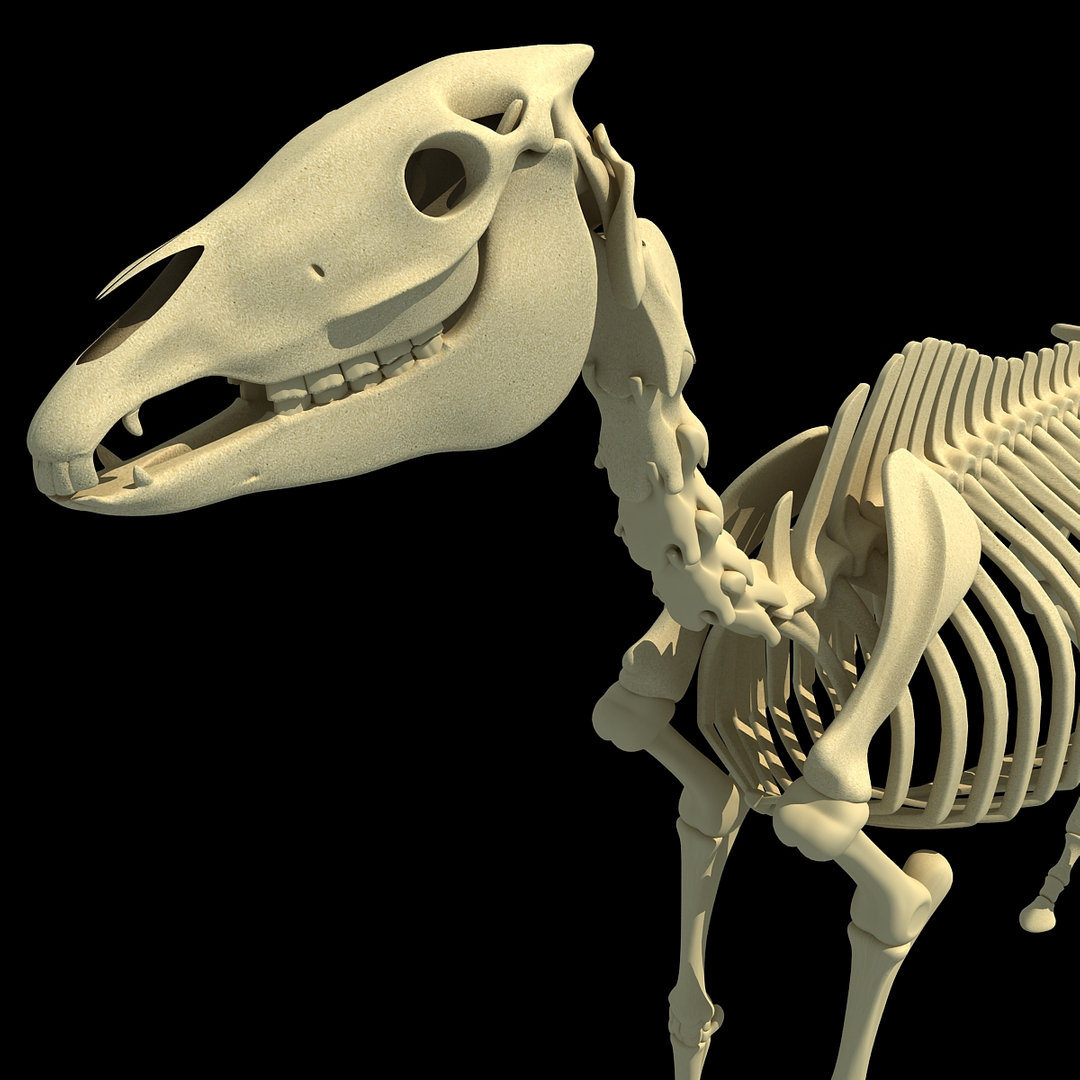3d model horse skeleton